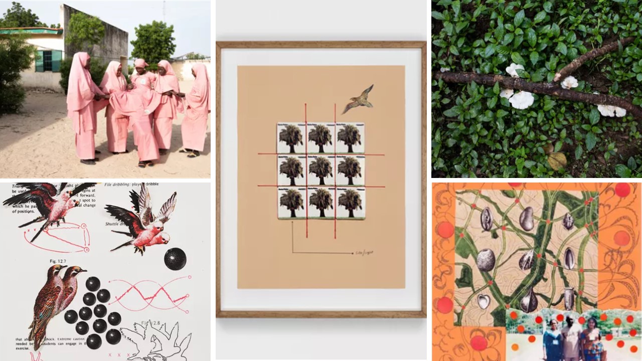 ART EXHIBITION | Bird Sound Orientations | Saxon Hotel